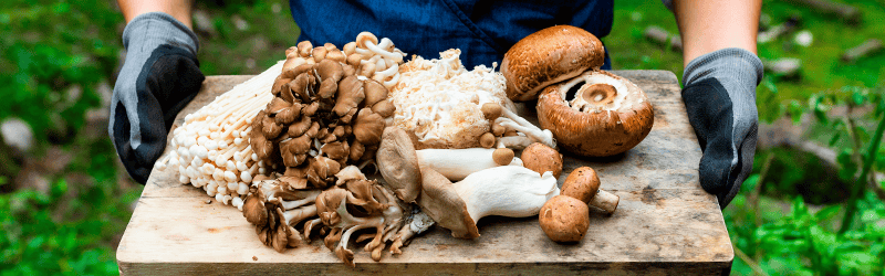 El maravilloso mundo de los hongos y sus beneficios en la alimentación ...